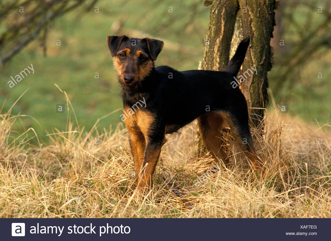 Jagd Terrier High Resolution Stock Photography and Images - Alamy