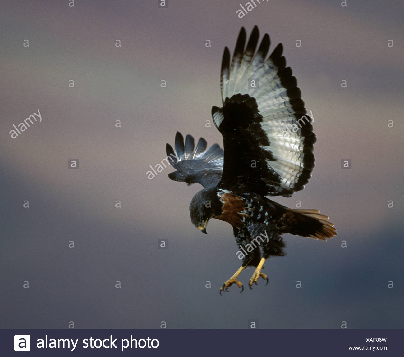 Jackal Buzzard Buteo Rufofuscus High Resolution Stock Photography and ...