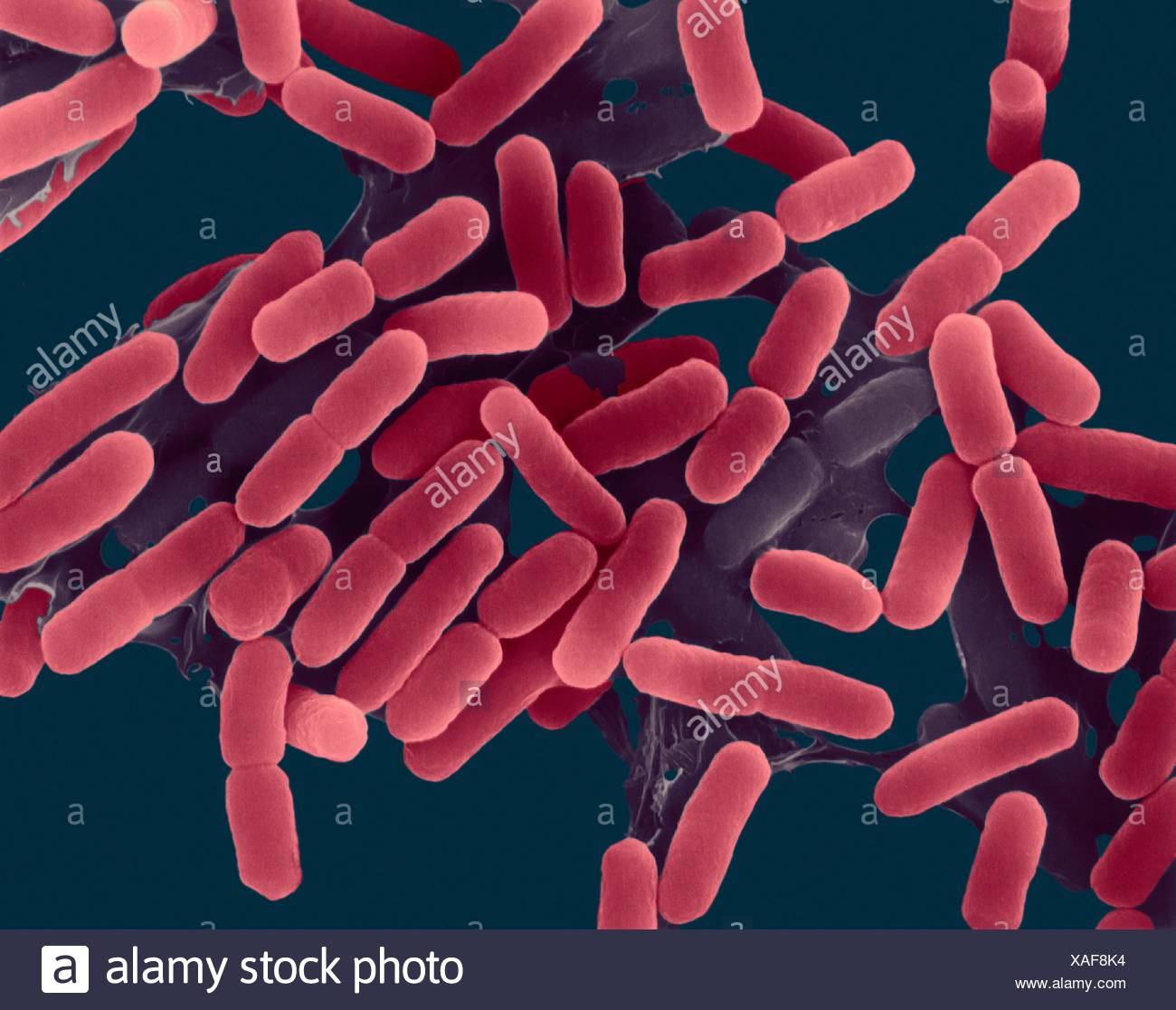 Escherichia Coli Micrograph High Resolution Stock Photography and ...