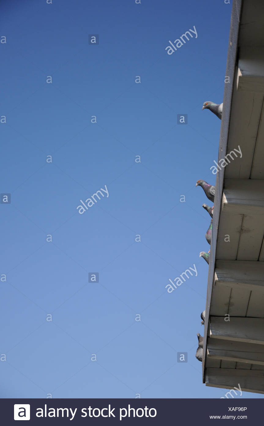 Columba Livia Pigeon High Resolution Stock Photography and Images - Alamy