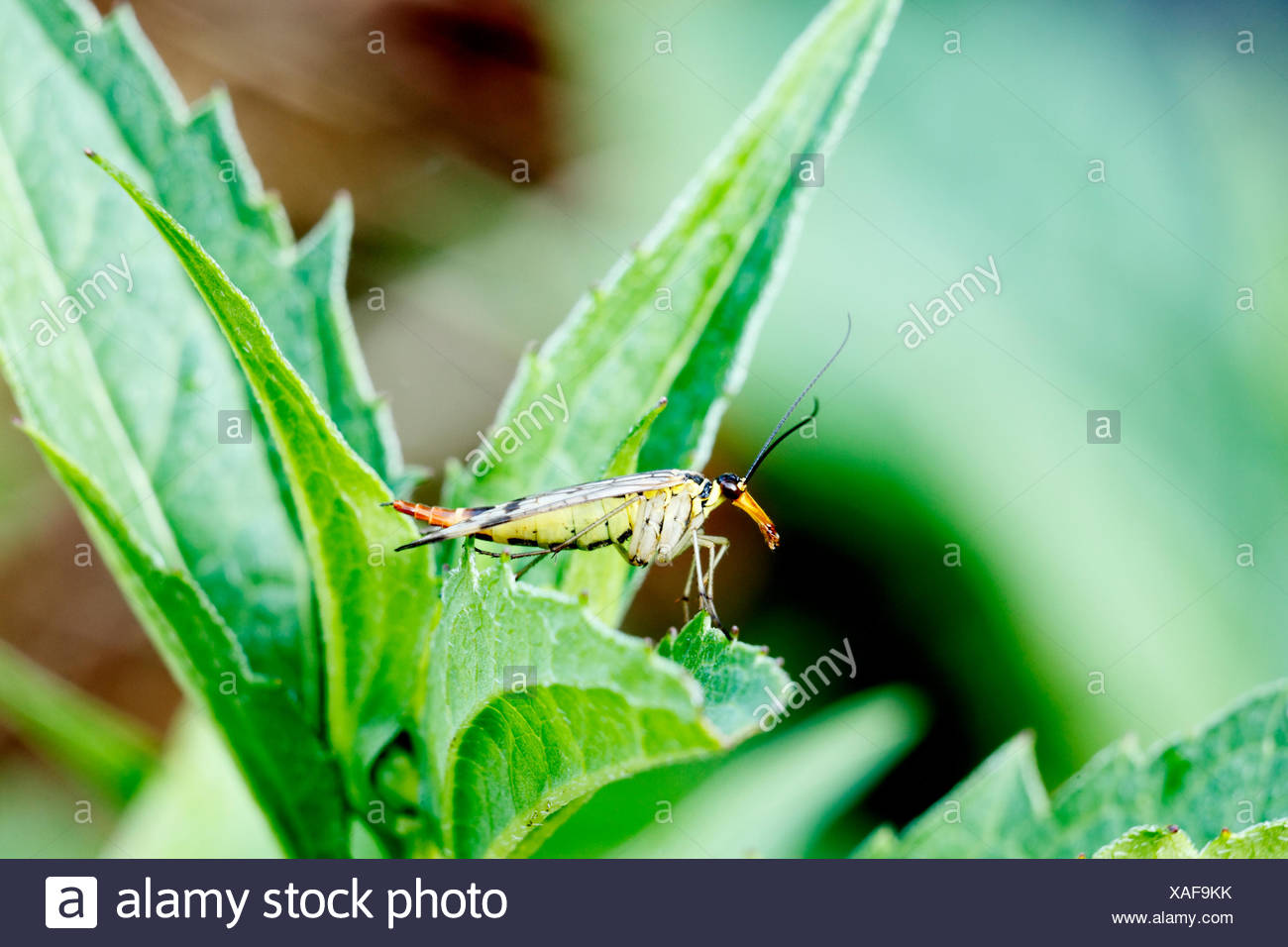 German Male High Resolution Stock Photography and Images - Alamy