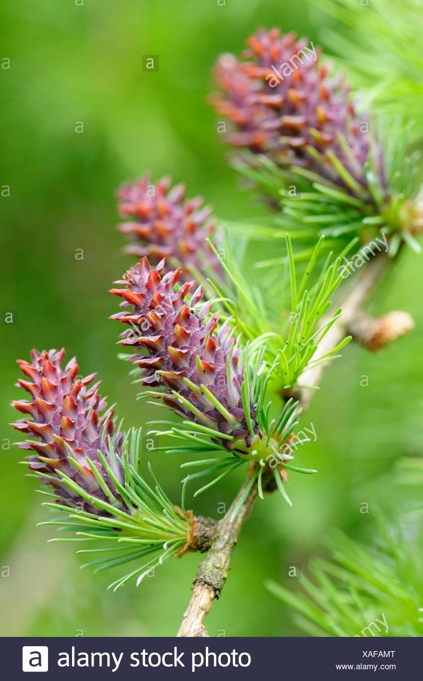 Spiky Tree High Resolution Stock Photography and Images - Alamy
