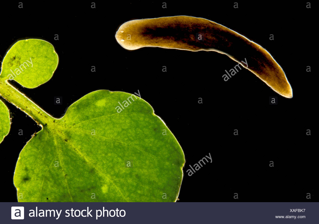 Plathelminthes Stock Photos & Plathelminthes Stock Images - Alamy
