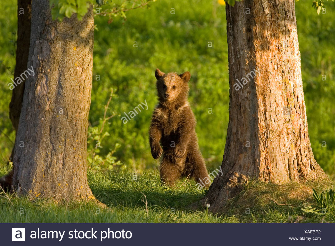 Animals Without Legs High Resolution Stock Photography and Images - Alamy