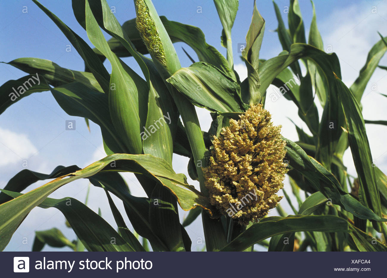 Farm Of Jawar Crop High Resolution Stock Photography and Images - Alamy