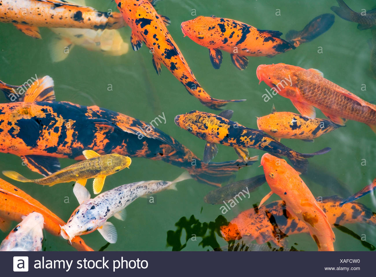 Goldfish Texture High Resolution Stock Photography and Images - Alamy