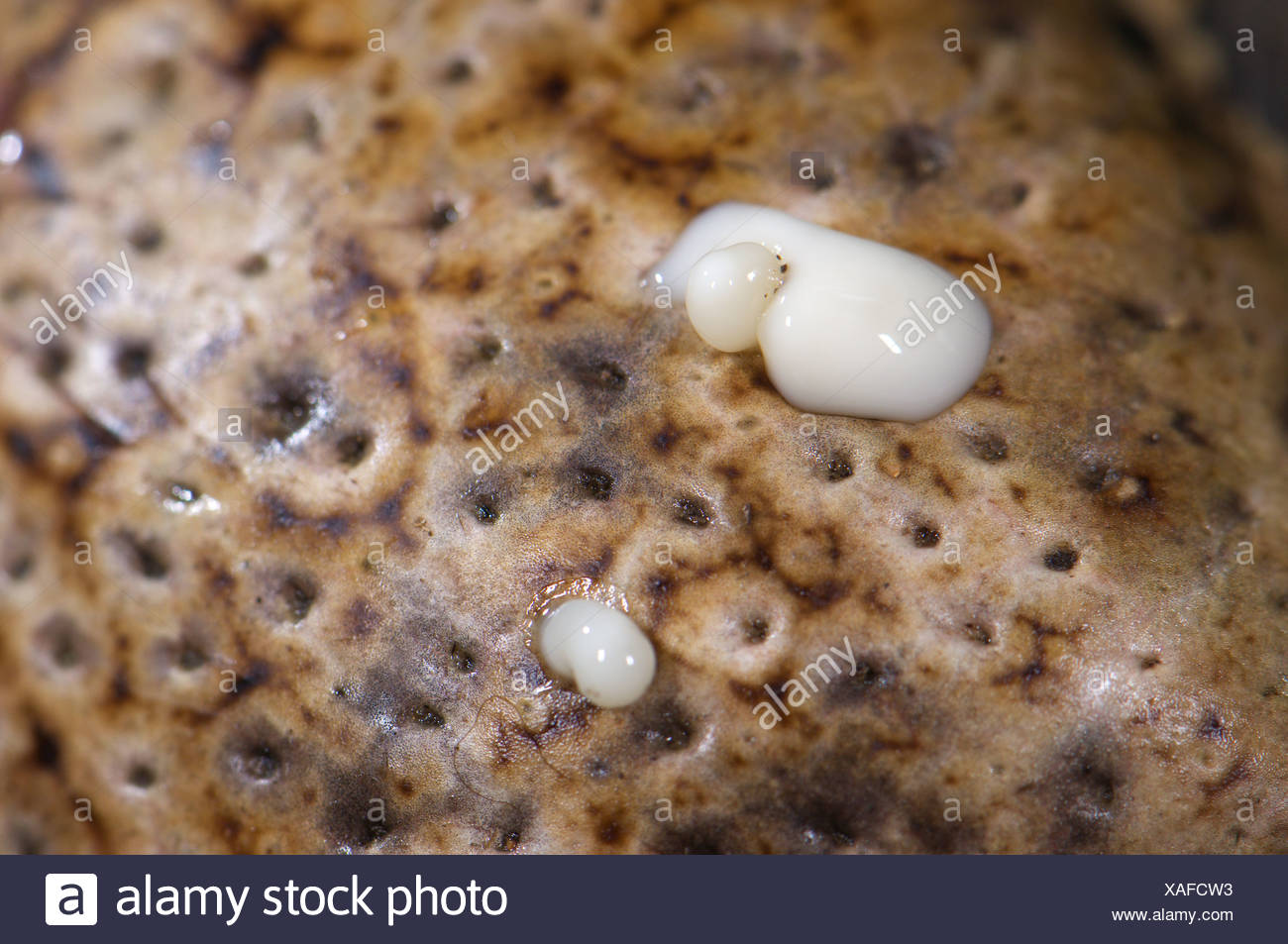 Poisonous Glands Stock Photos & Poisonous Glands Stock Images - Alamy