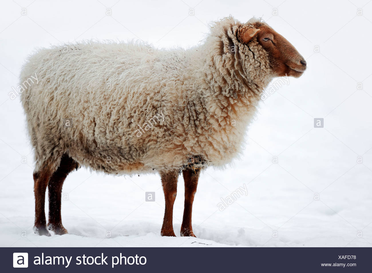 Fox Sheep High Resolution Stock Photography and Images - Alamy