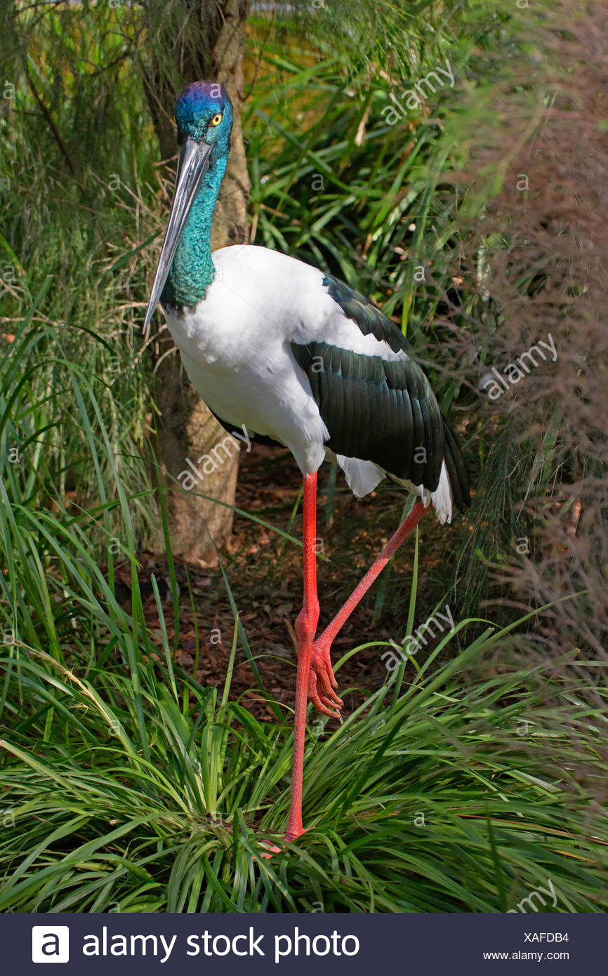 Australian Stork High Resolution Stock Photography and Images - Alamy