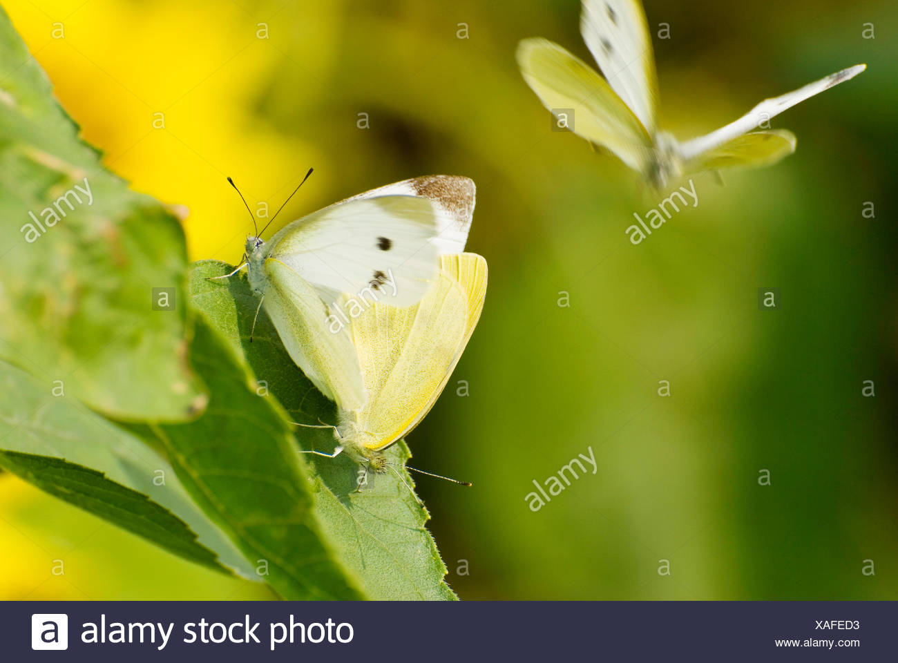 Butterfly Couple Mating High Resolution Stock Photography and Images ...