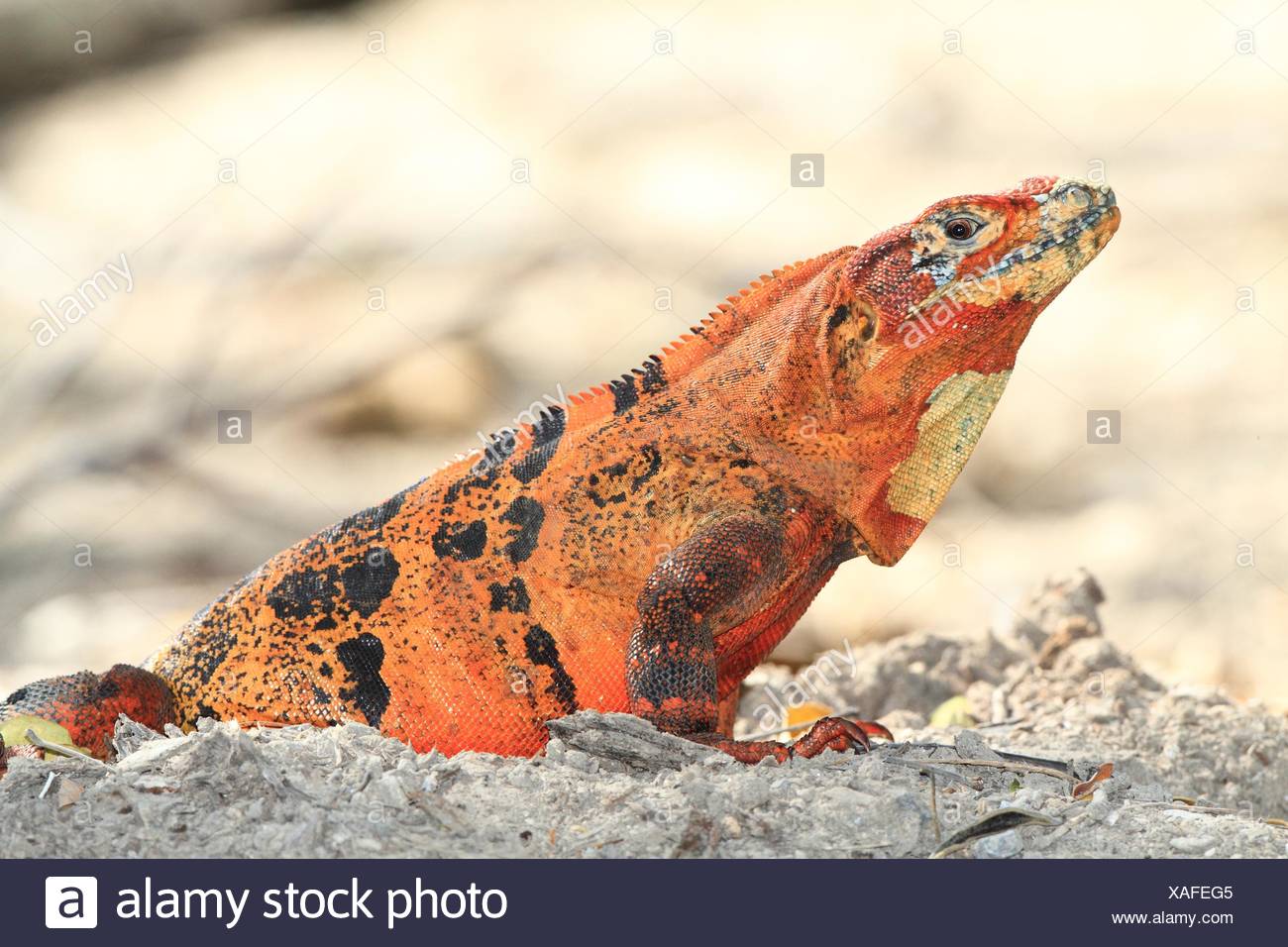 Garrobo High Resolution Stock Photography and Images - Alamy
