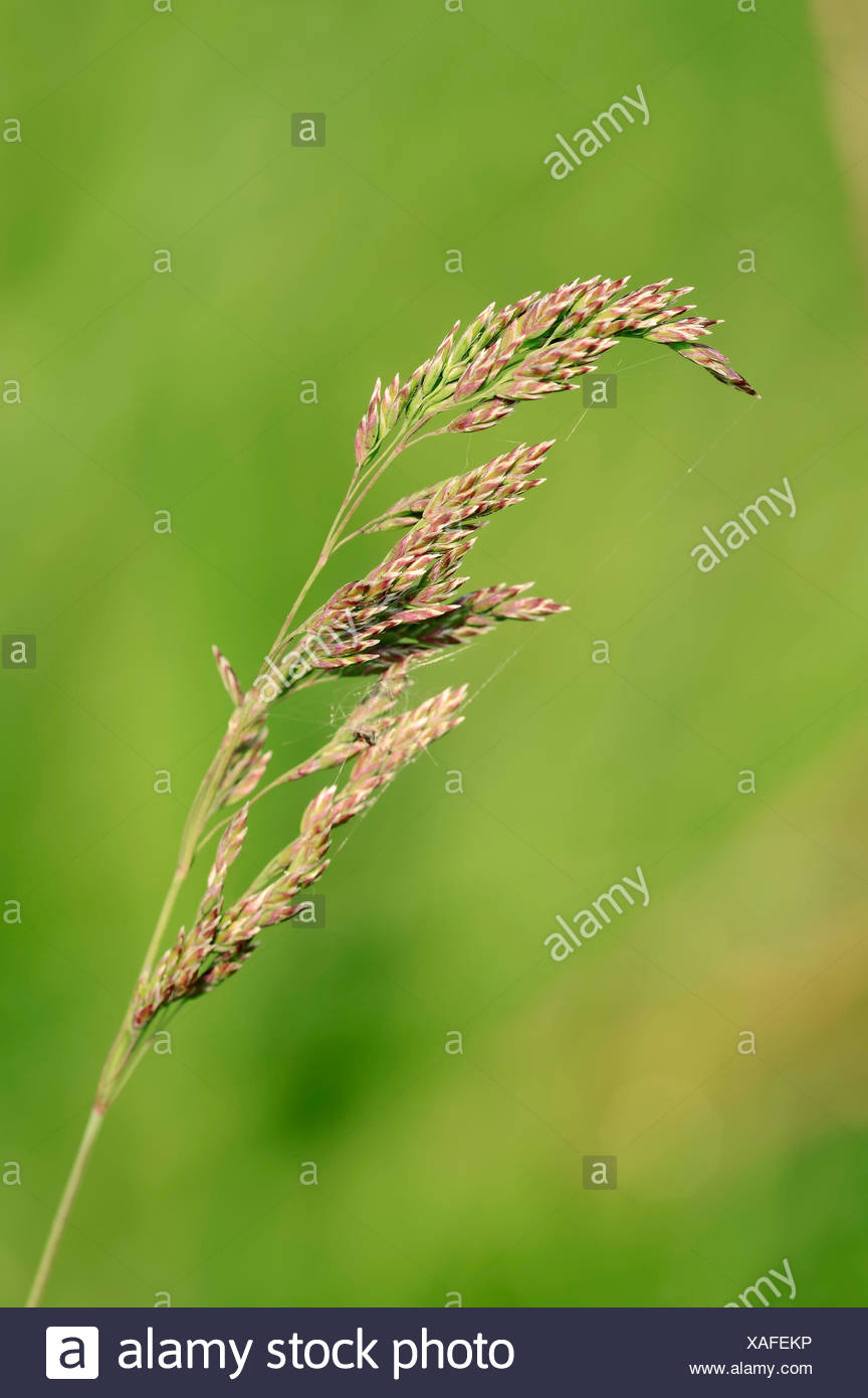 Soft Grass Stock Photos & Soft Grass Stock Images - Alamy