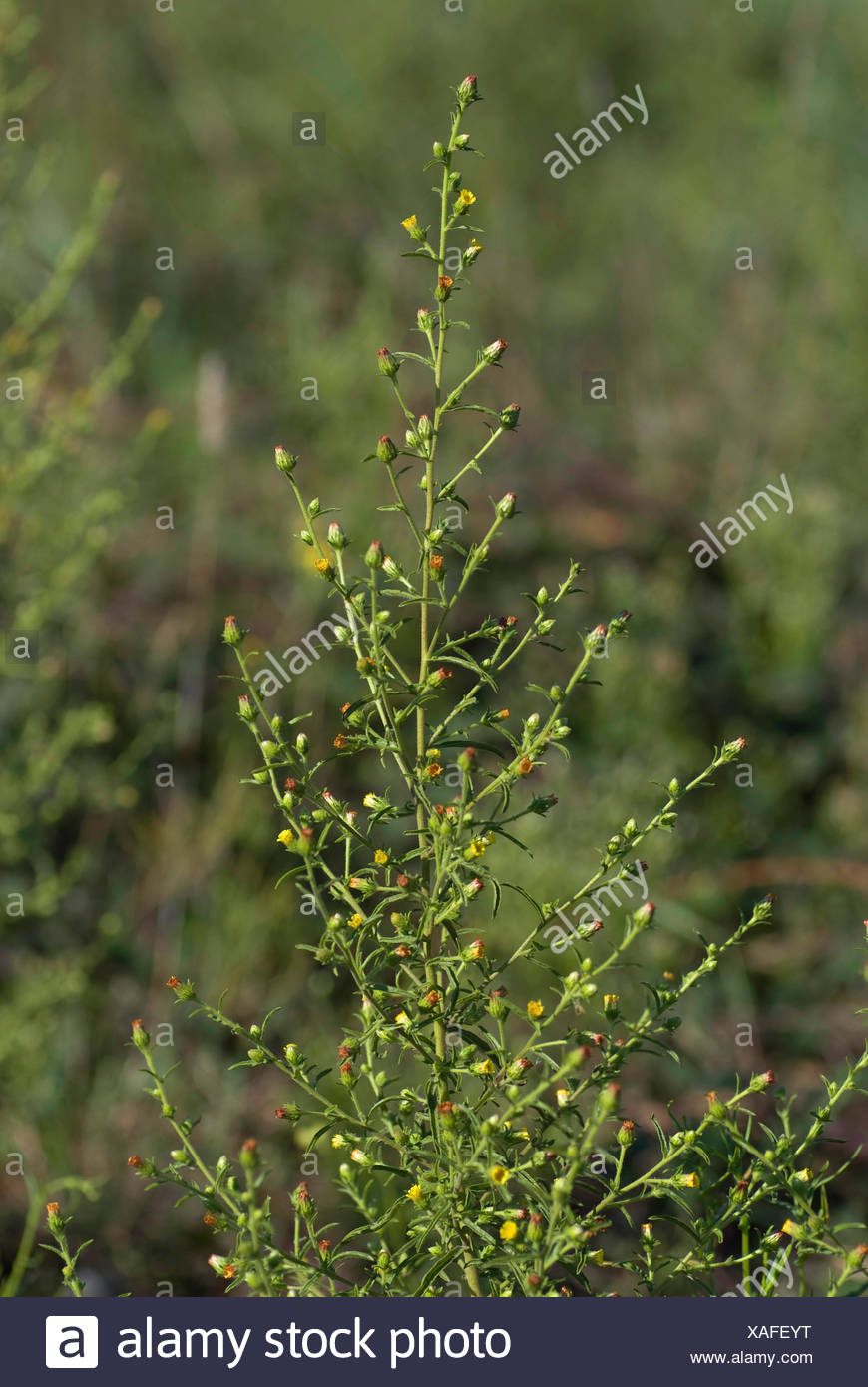 Stinkwort High Resolution Stock Photography and Images - Alamy