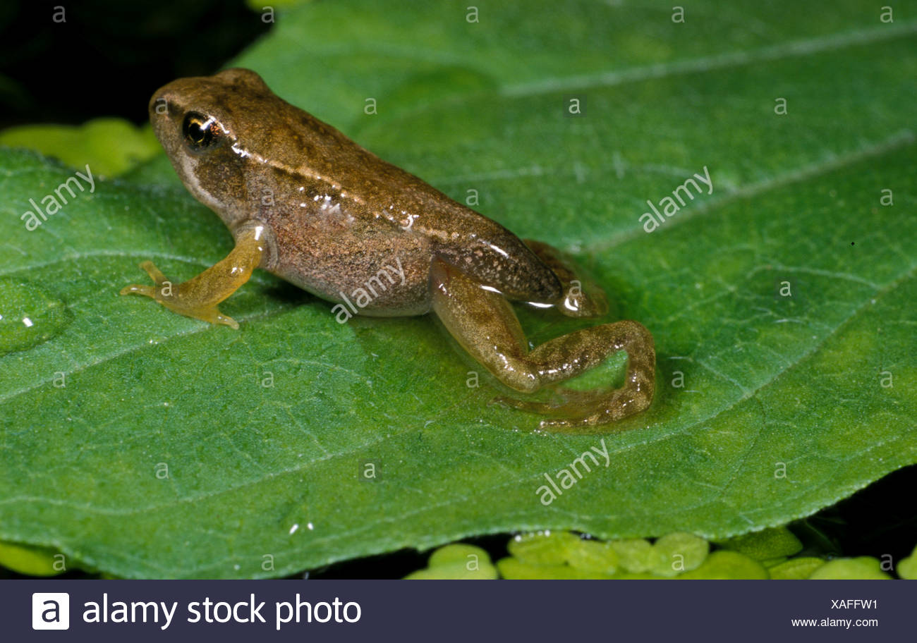 Froglet With Tail High Resolution Stock Photography and Images - Alamy