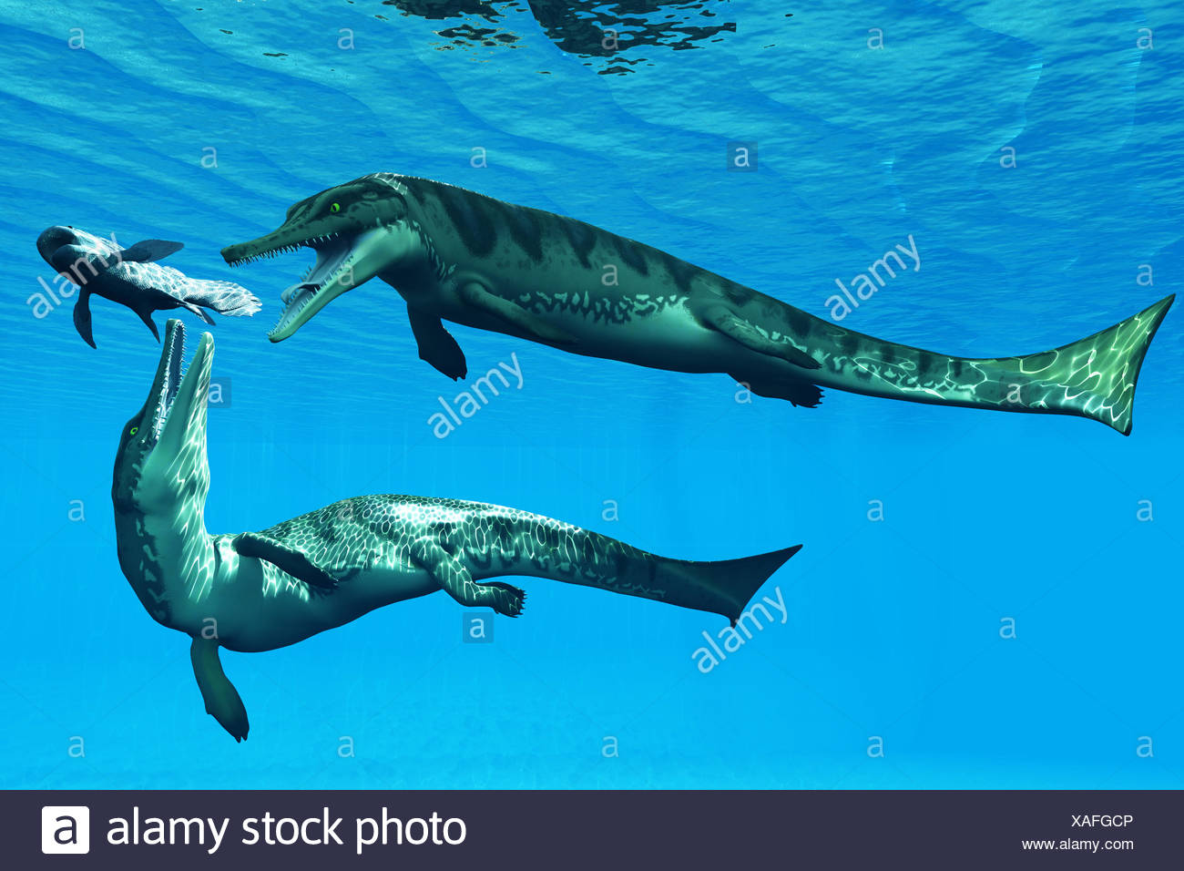 Aquatic Reptiles High Resolution Stock Photography and Images - Alamy