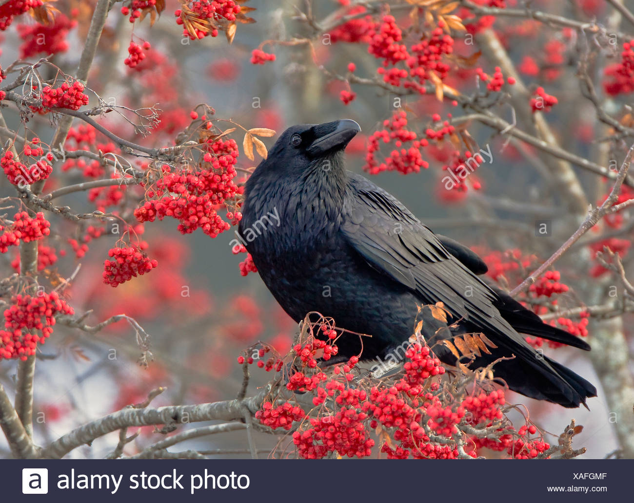 Alaska Raven Stock Photos & Alaska Raven Stock Images - Alamy