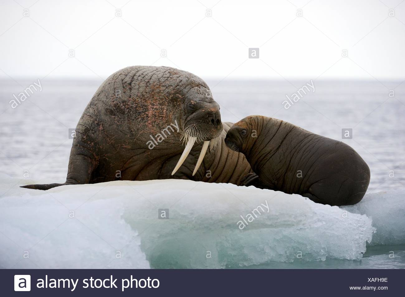 Walrus Calf High Resolution Stock Photography and Images - Alamy
