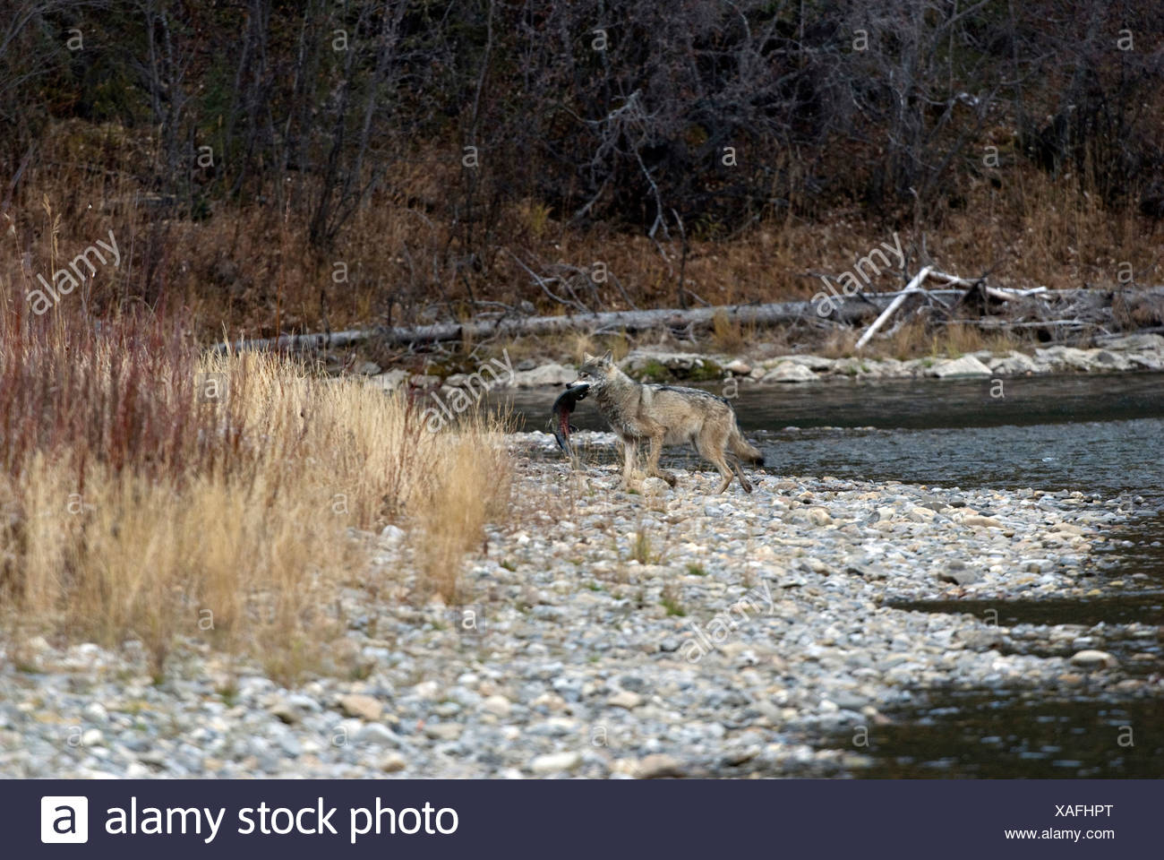 Timber Carrying High Resolution Stock Photography and Images - Alamy
