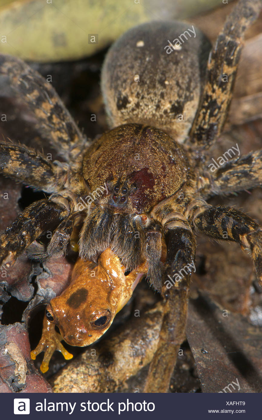 Giant Amazon Fishing Spider Female High Resolution Stock Photography ...