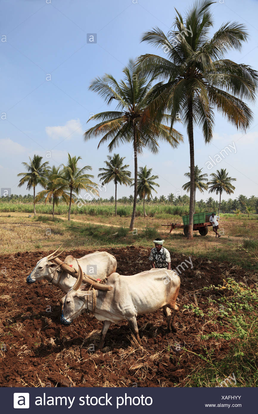 Farmer Plowing Field With Oxen High Resolution Stock Photography and ...