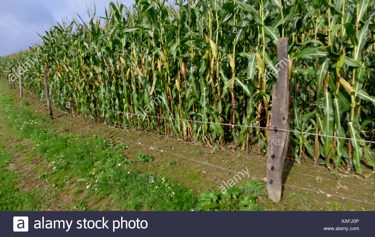 Maize Game Crop High Resolution Stock Photography and Images - Alamy
