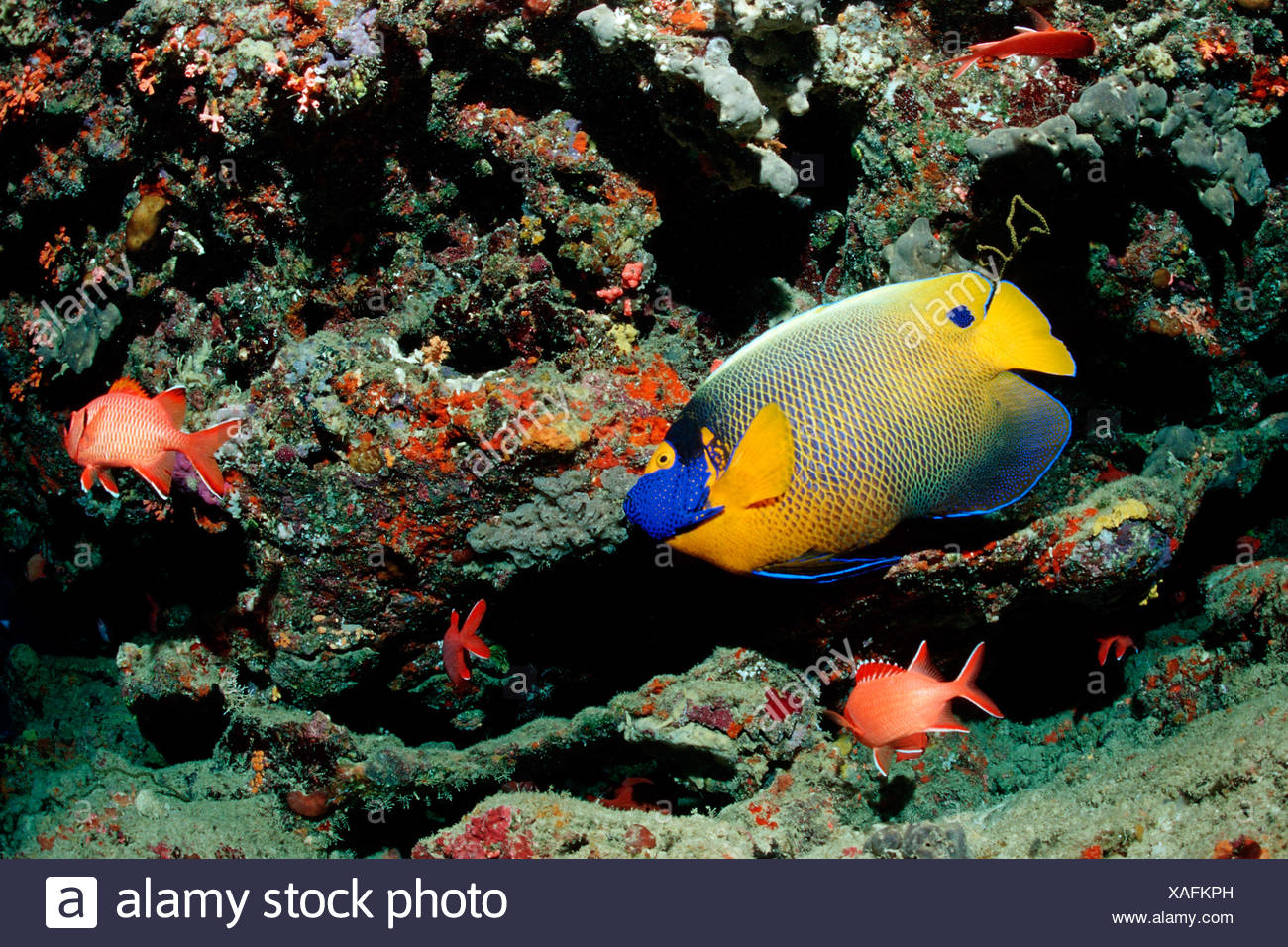 Yellow Mask High Resolution Stock Photography and Images - Alamy