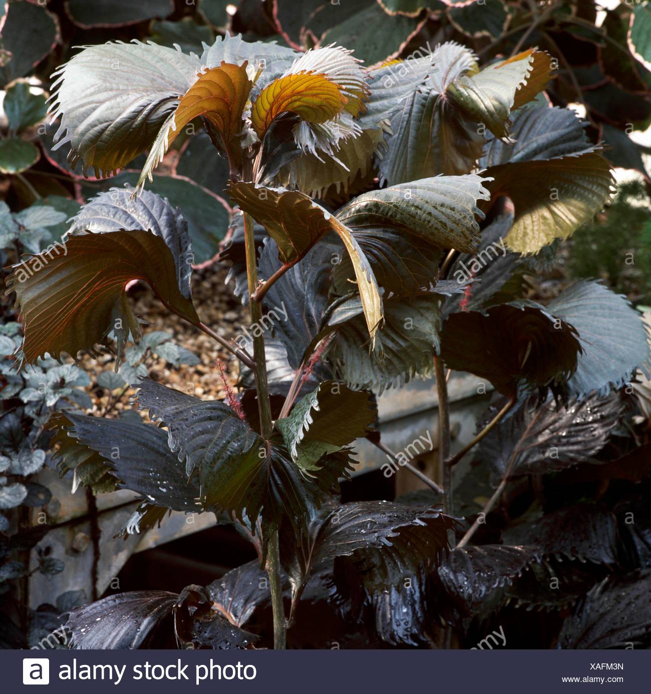 Acalypha Wilkesiana Stock Photos & Acalypha Wilkesiana Stock Images - Alamy