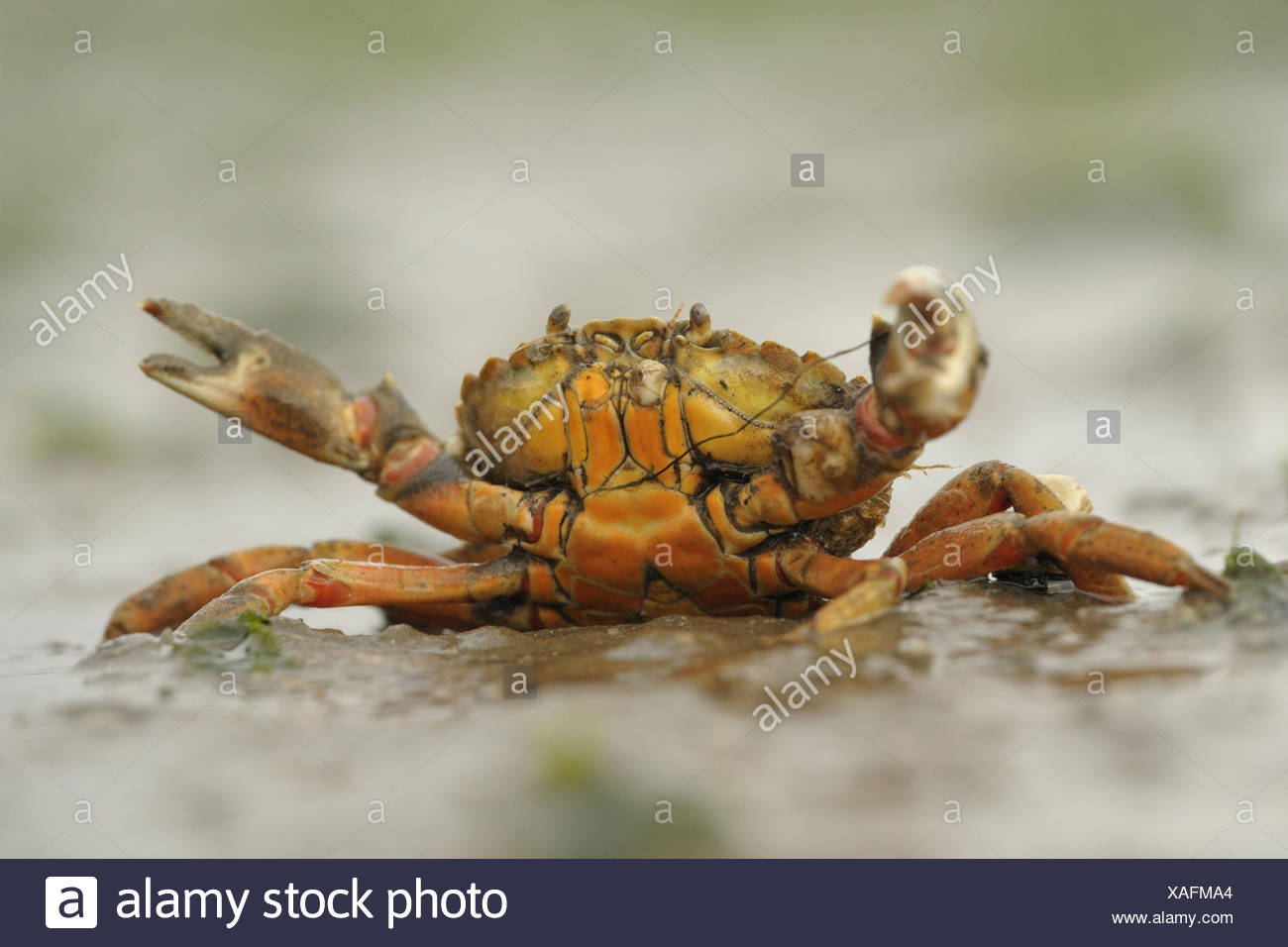 Gemeine Strandkrabbe Carcinus Maenas High Resolution Stock Photography ...