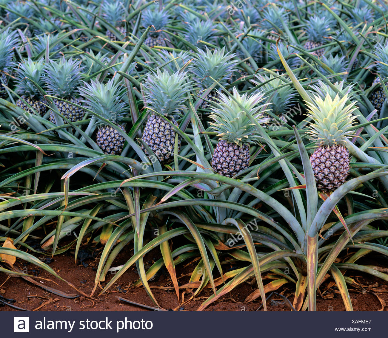 Pineapple Plantations Stock Photos & Pineapple Plantations Stock Images ...