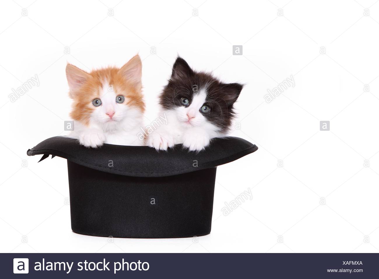 Norwegian Forest Cat Paw High Resolution Stock Photography and Images ...