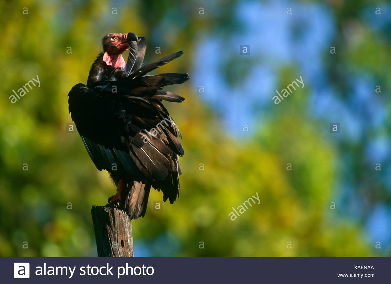 Sarcogyps Calvus High Resolution Stock Photography and Images - Alamy