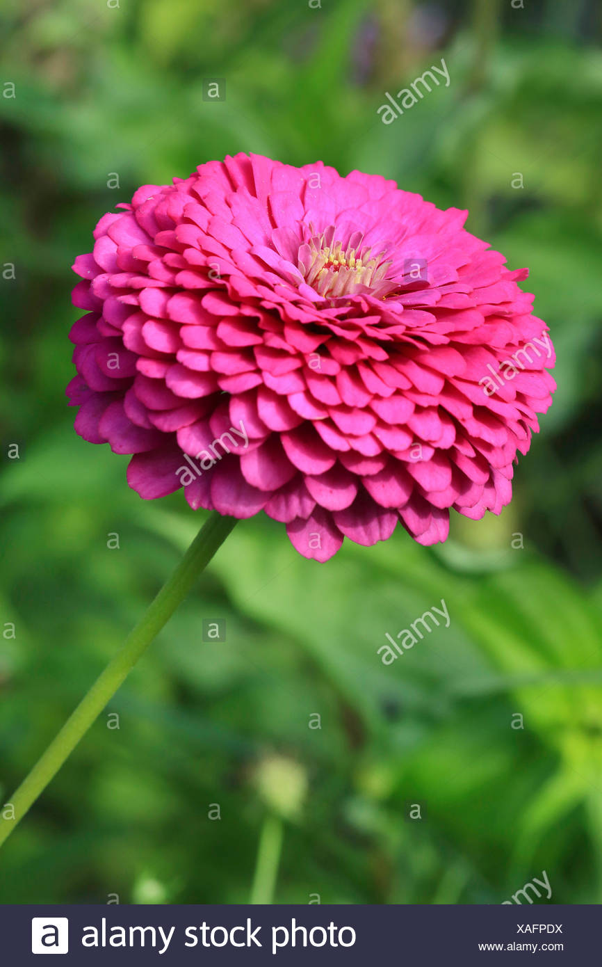 Georgina Dahlia Spec High Resolution Stock Photography and Images - Alamy