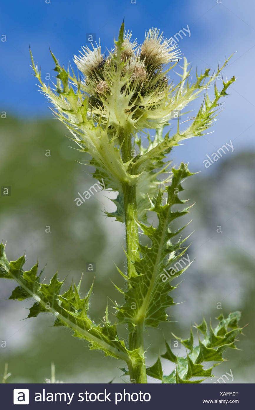 Thistle Weed Weeds Thistles Stock Photos & Thistle Weed Weeds Thistles ...