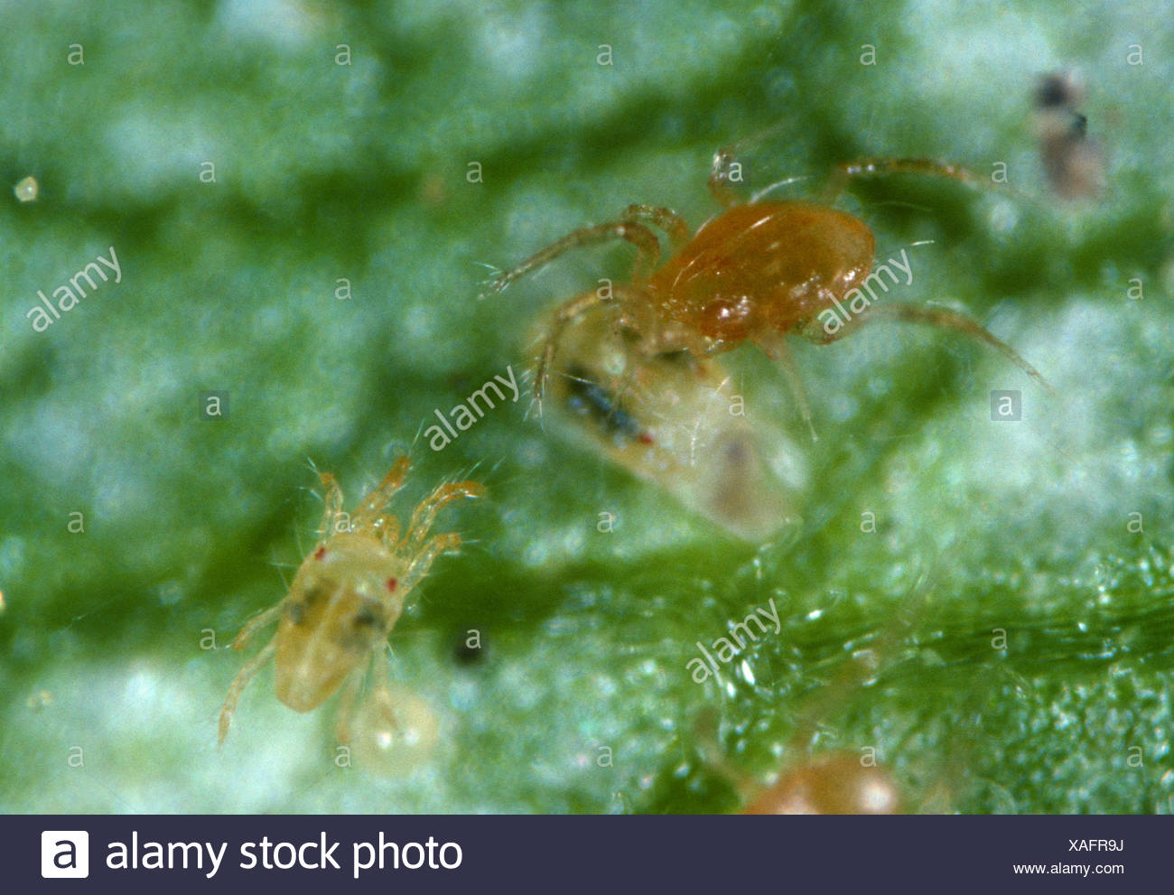 Predatory Mites High Resolution Stock Photography and Images - Alamy