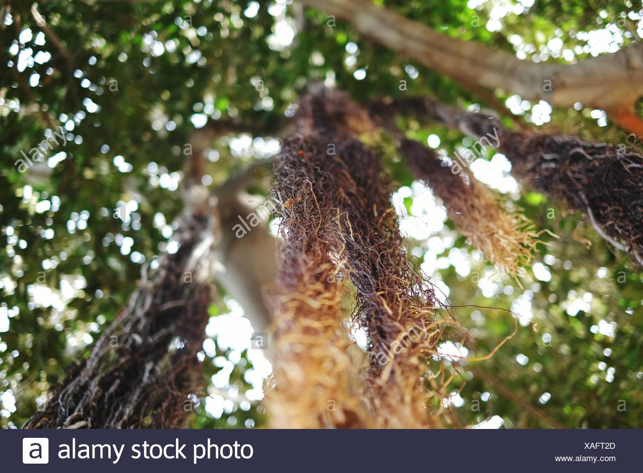 Tree With Hanging Roots High Resolution Stock Photography and Images ...