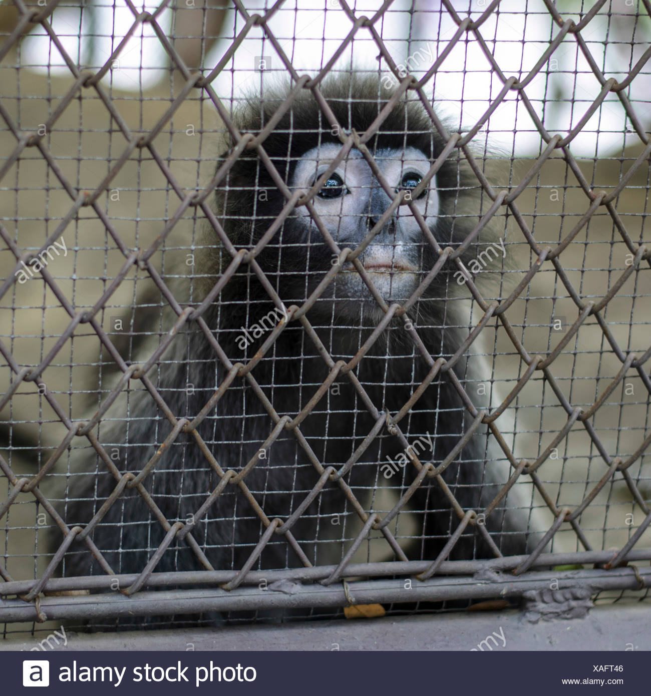 Monkey Crying High Resolution Stock Photography and Images - Alamy