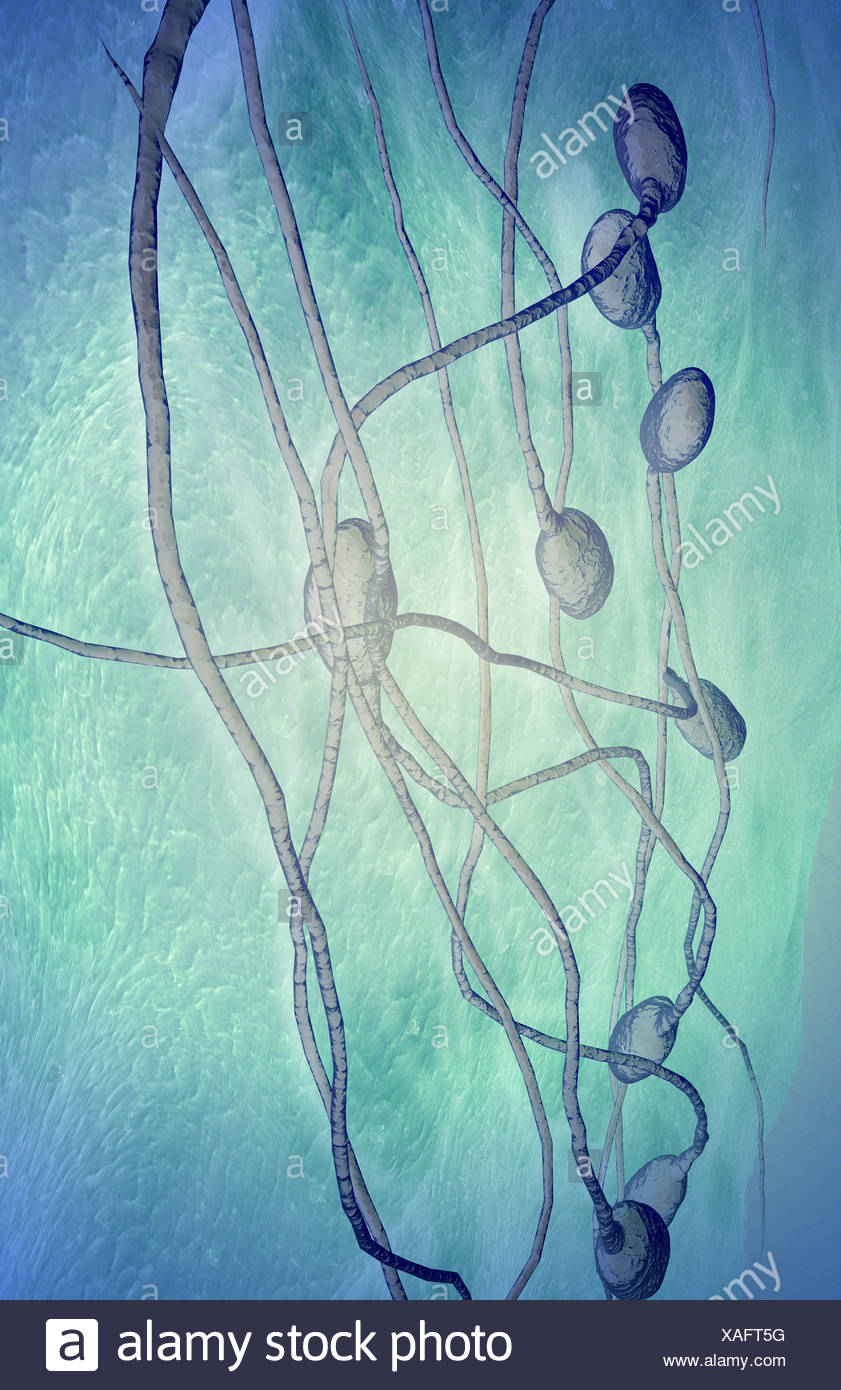 Spermatozoon Stock Photos & Spermatozoon Stock Images - Alamy