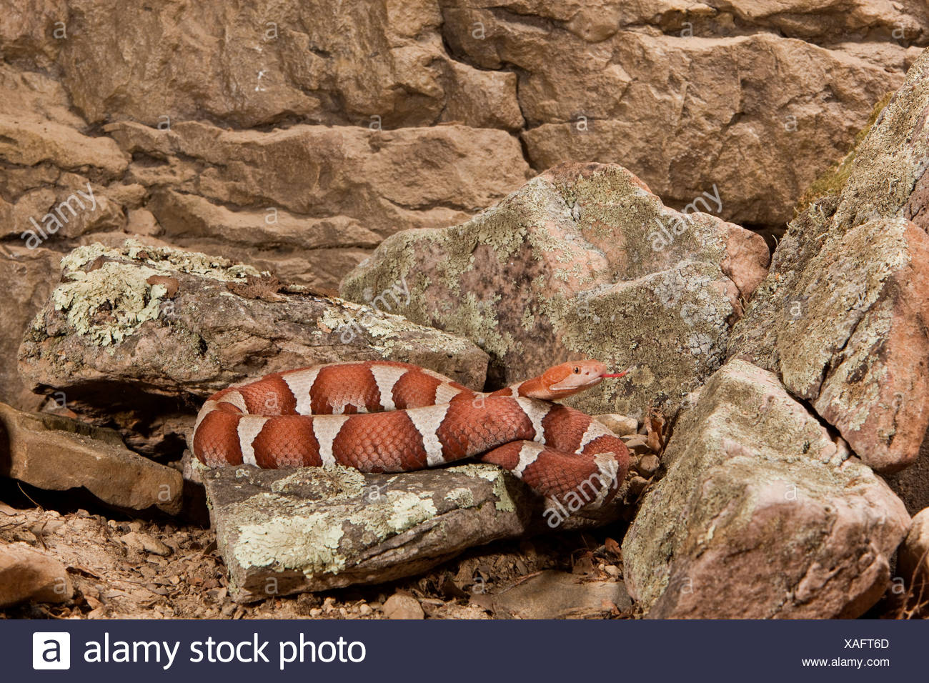 Copperhead Snakes High Resolution Stock Photography and Images - Alamy