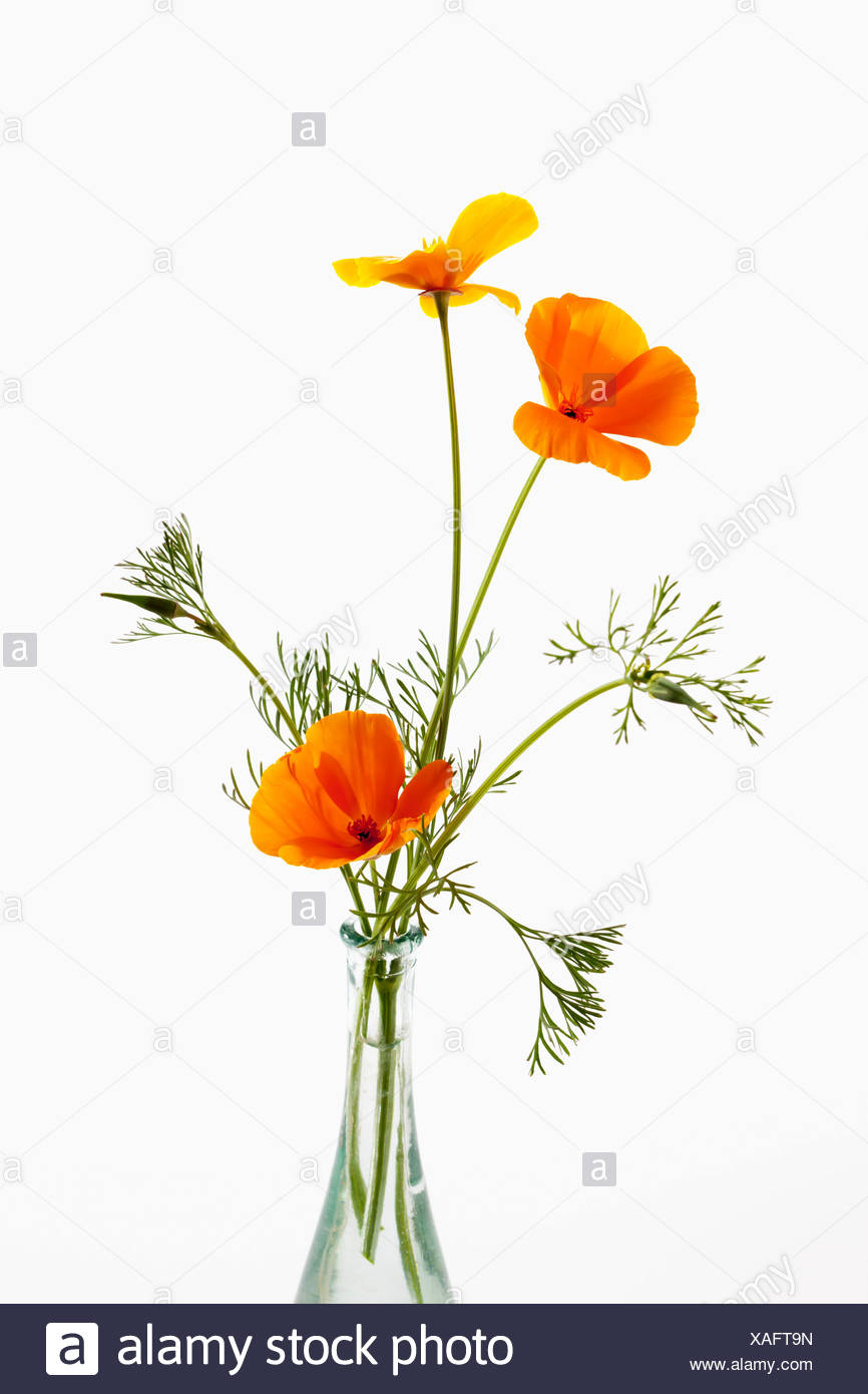 California Poppy White Background High Resolution Stock Photography and ...