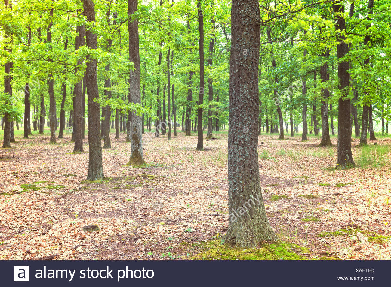 Oak Woodland High Resolution Stock Photography and Images - Alamy