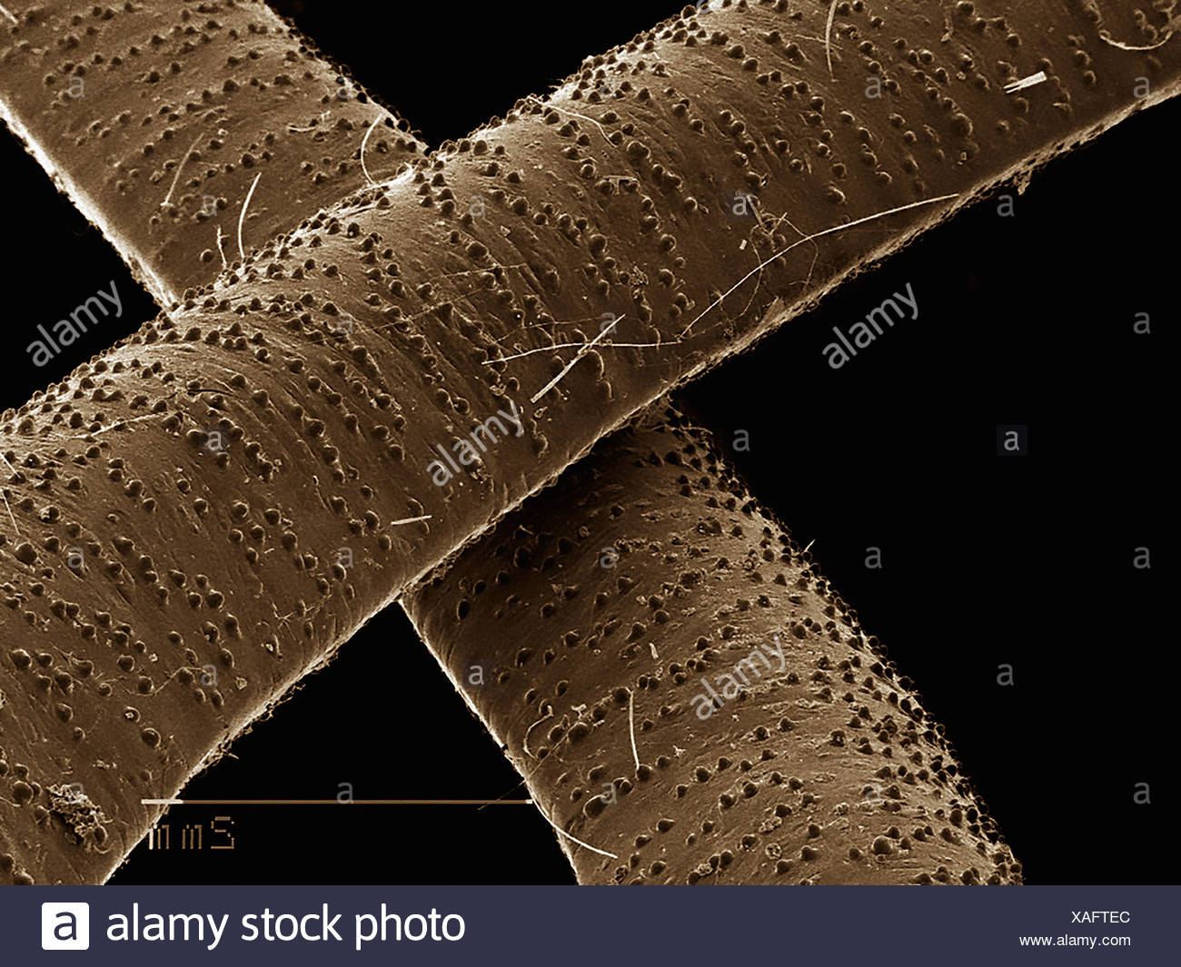 Dobsonfly High Resolution Stock Photography and Images - Alamy