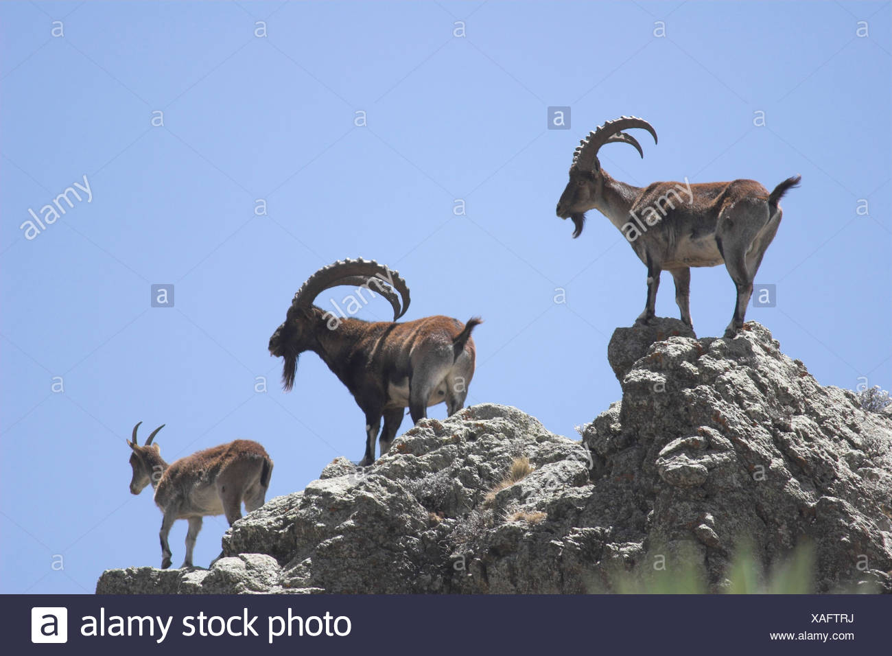 Afro Alpine High Resolution Stock Photography and Images - Alamy