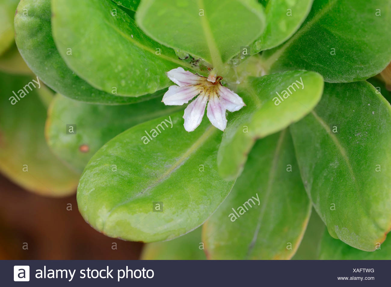 Beachberry High Resolution Stock Photography and Images - Alamy