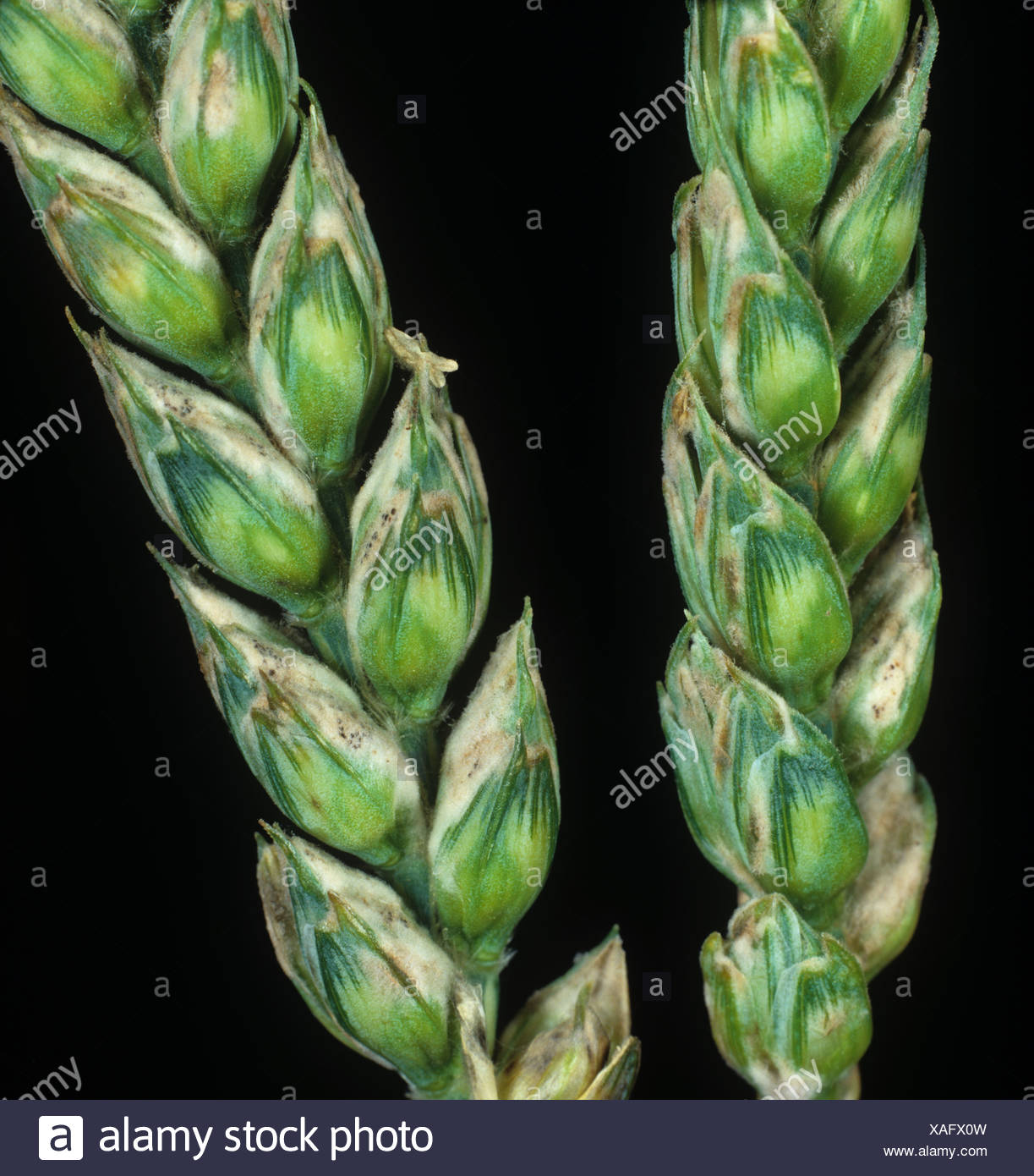 Mildew Wheat High Resolution Stock Photography and Images - Alamy
