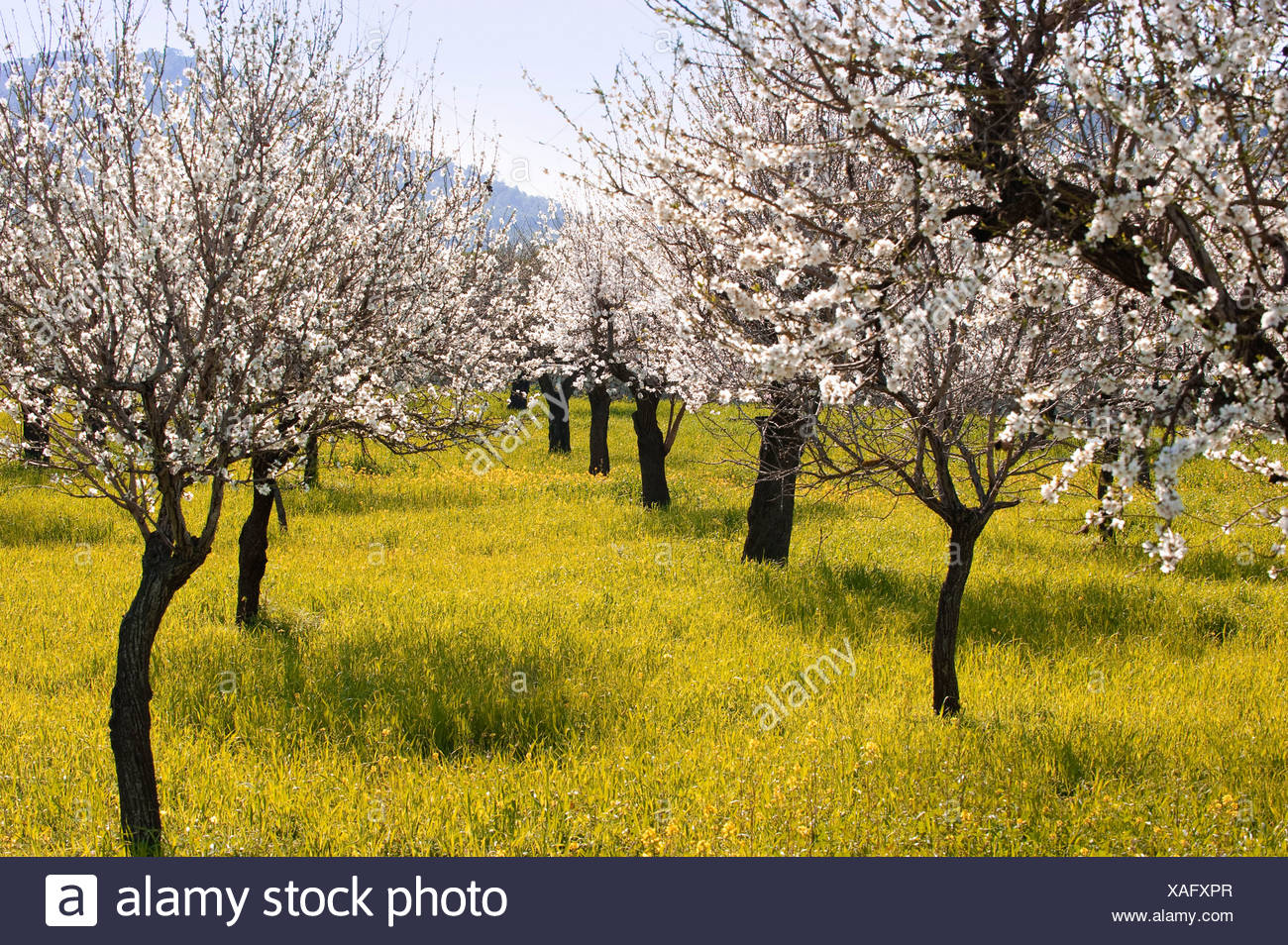 Almond Orchard Photography High Resolution Stock Photography and Images ...