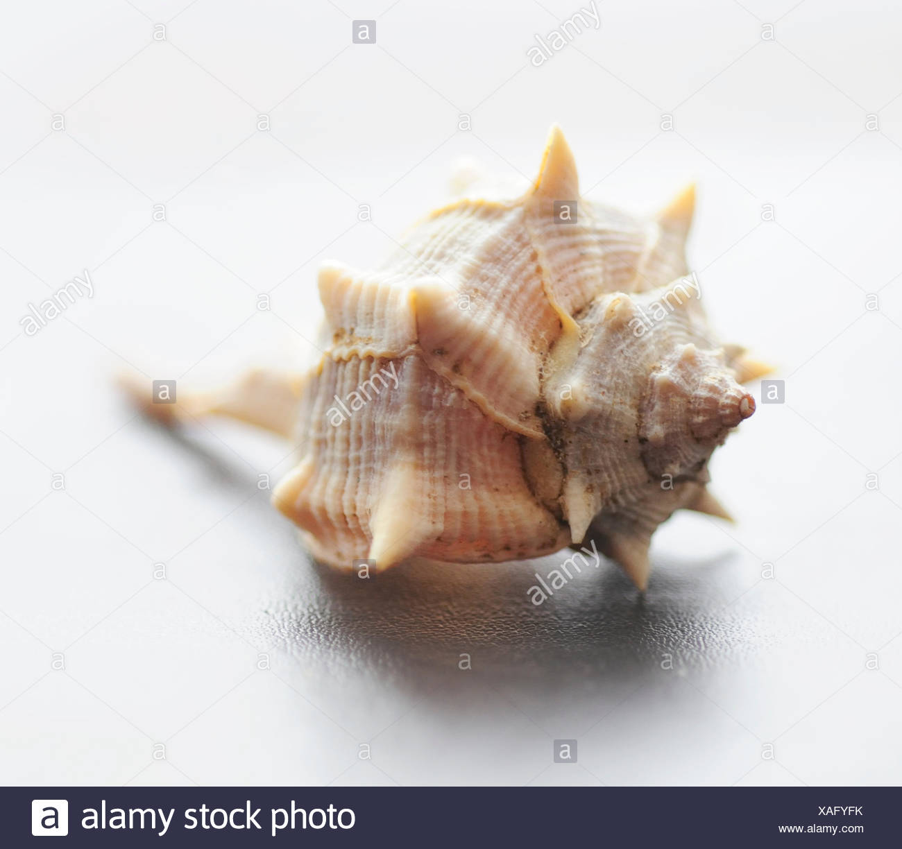 Spiky Sea Shell Stock Photos & Spiky Sea Shell Stock Images - Alamy