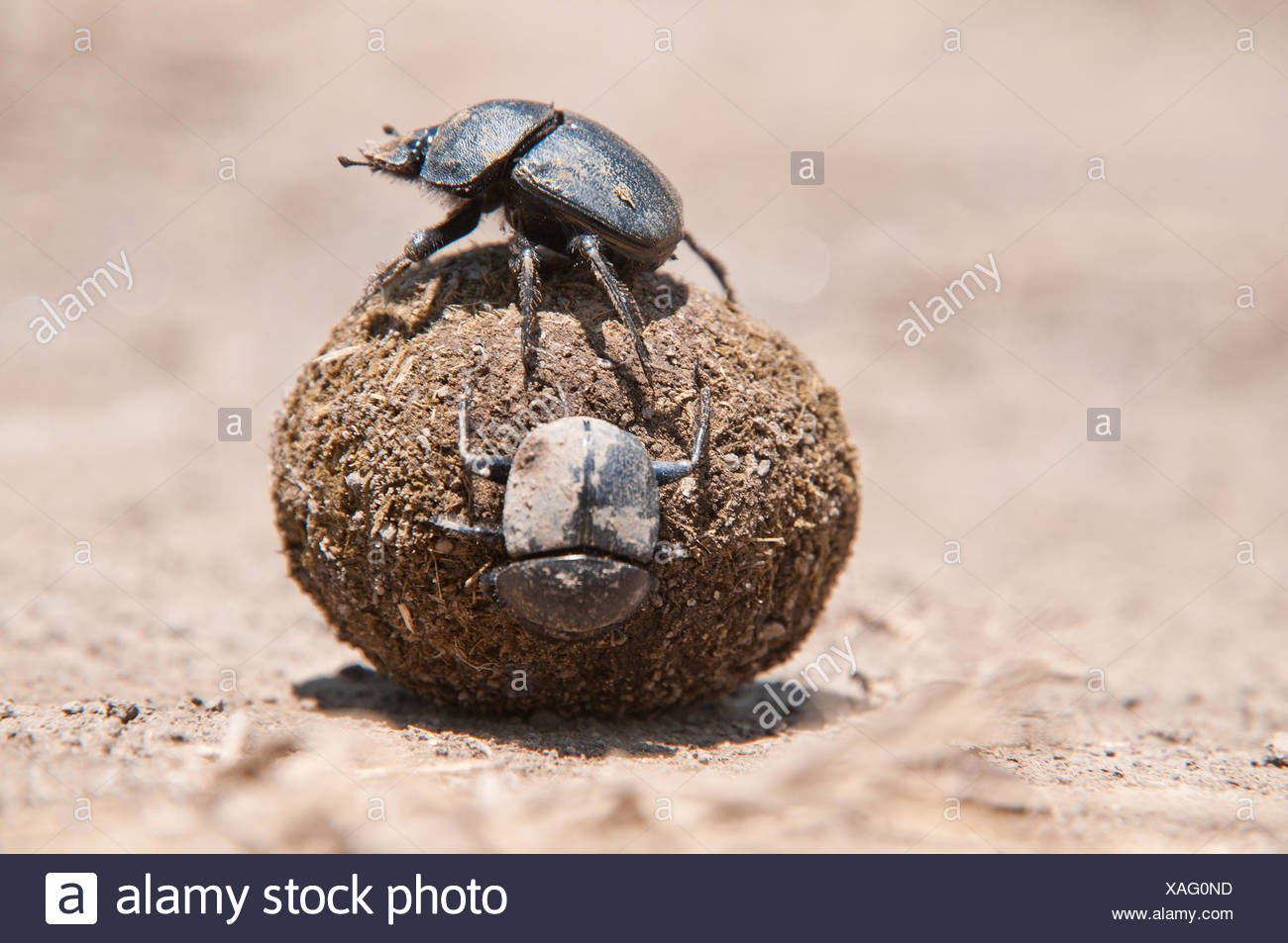 Rolling Dung Ball High Resolution Stock Photography and Images - Alamy