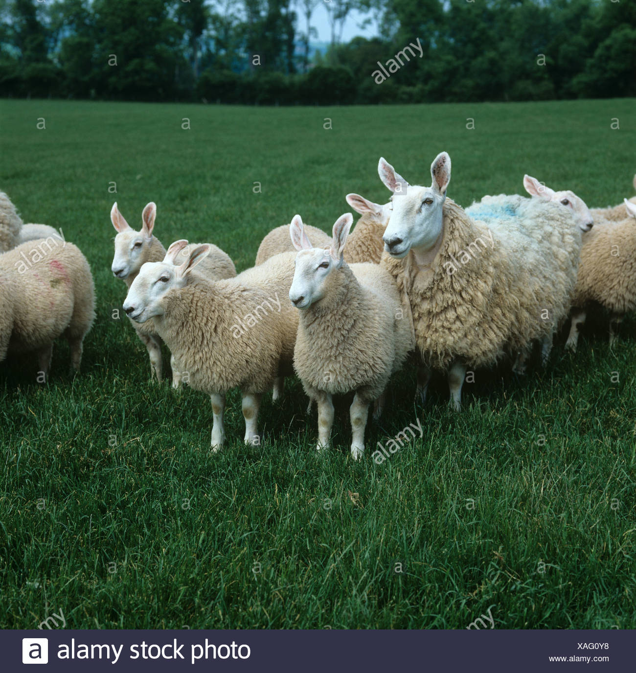 Border Leicester High Resolution Stock Photography and Images - Alamy