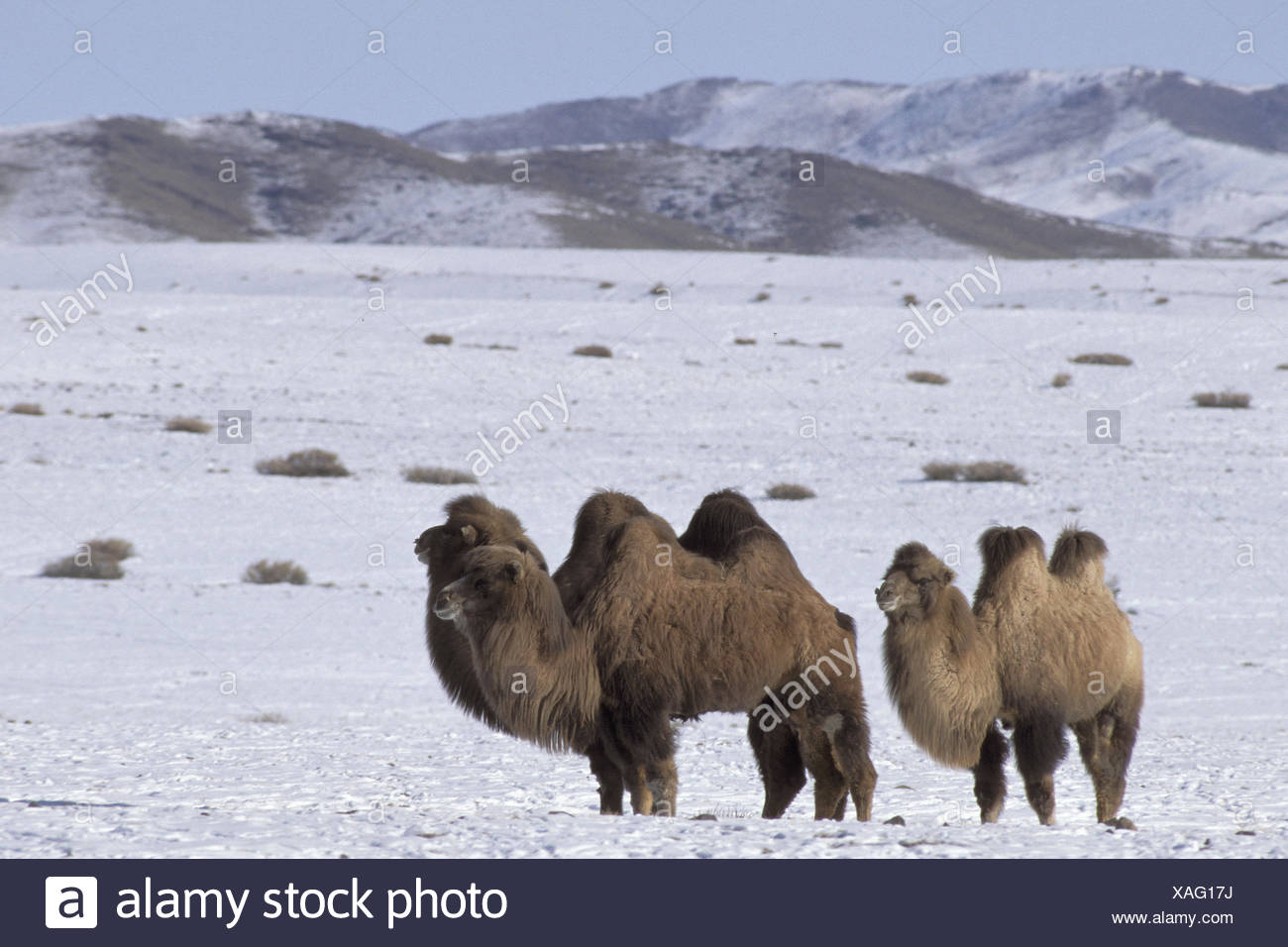Domestic Camel High Resolution Stock Photography and Images - Alamy