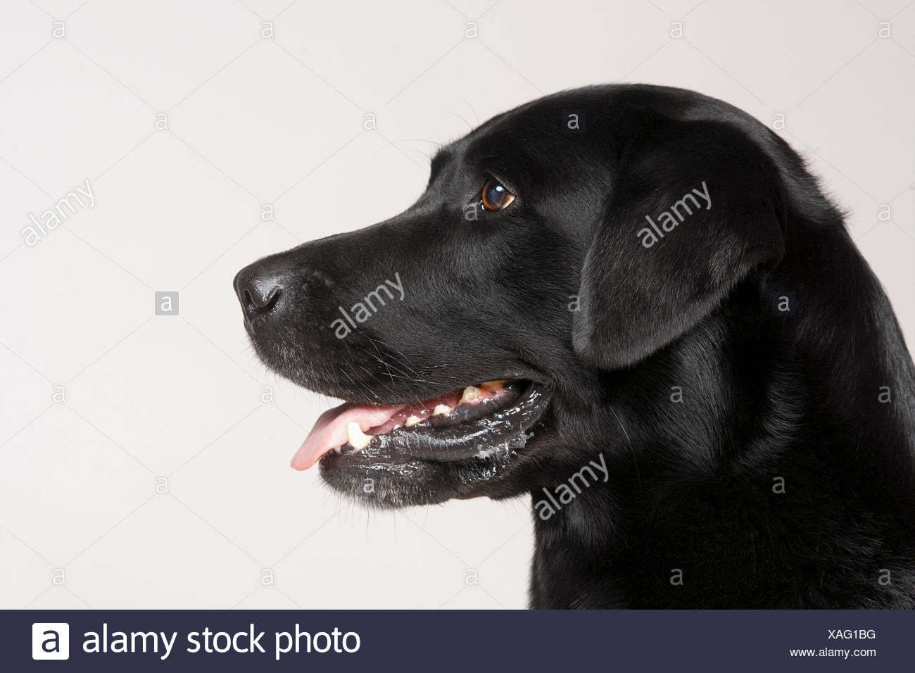Labrador Side Profile High Resolution Stock Photography and Images - Alamy